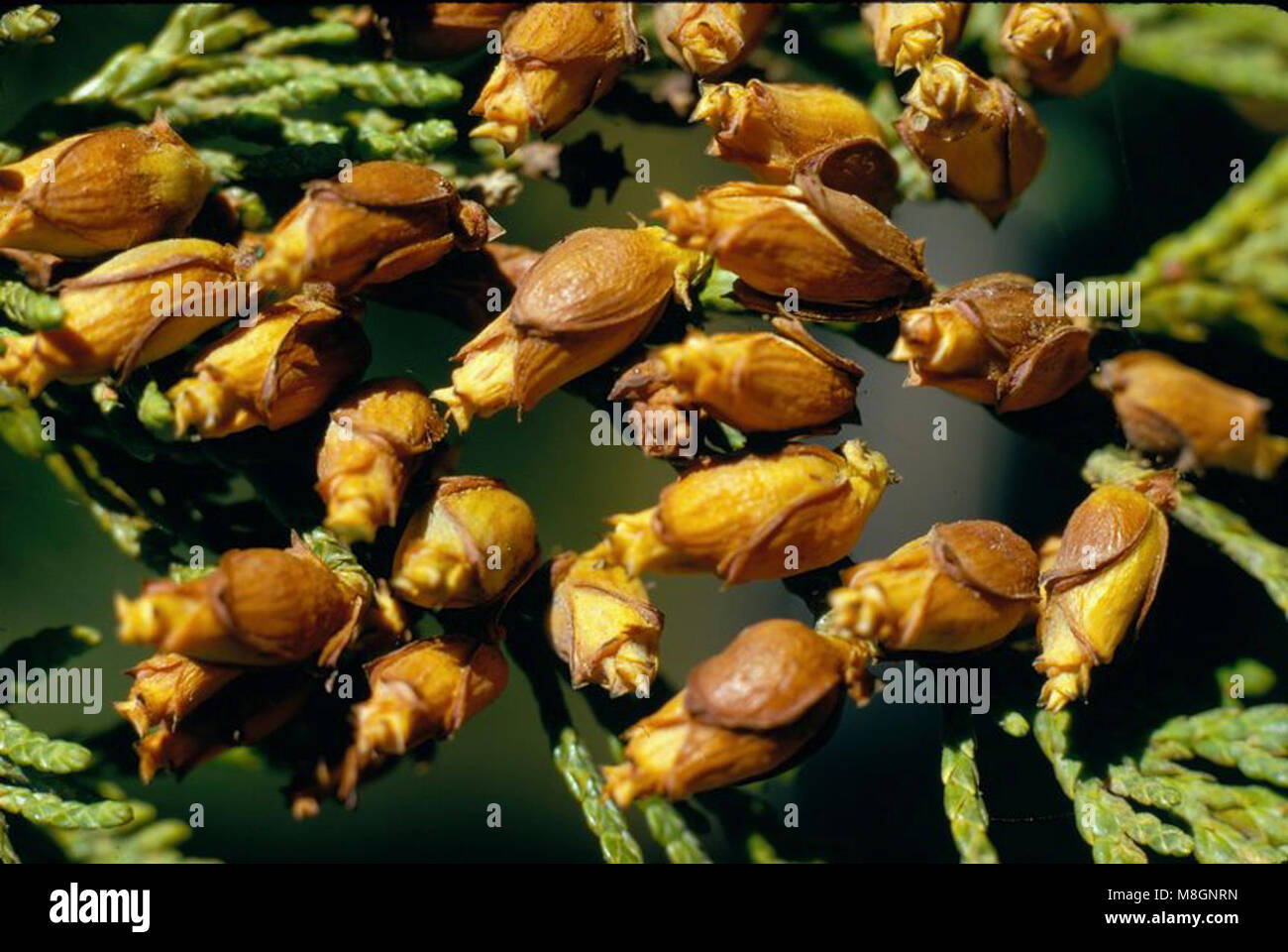 cedar cones tree Stock Photo - Alamy