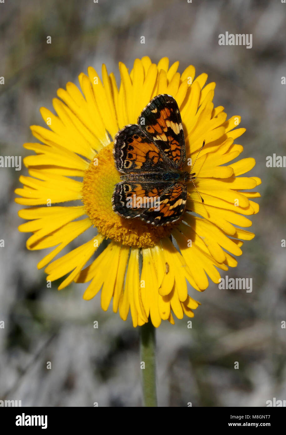 Checkerspot on Everglades Daisy Stock Photo - Alamy