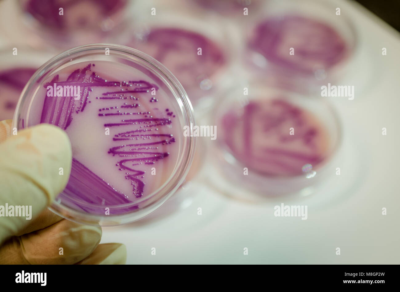 Microbiology plate hi-res stock photography and images - Alamy