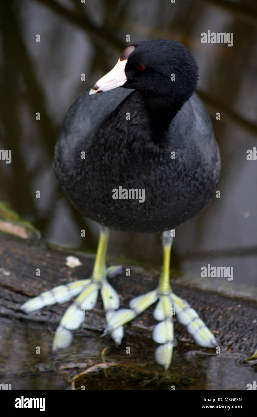 Coot Stock Photo - Alamy