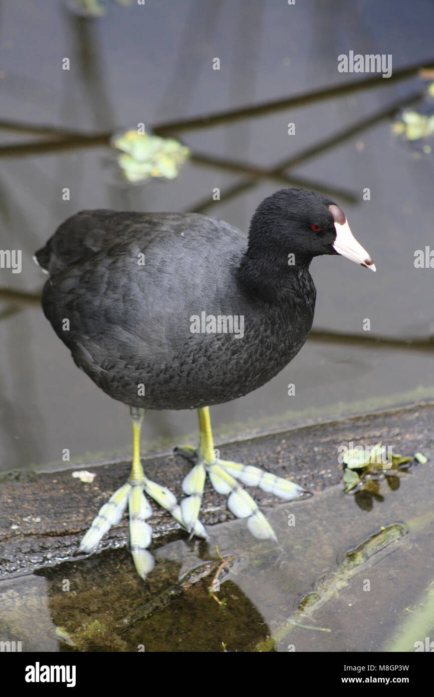 Coot Stock Photo - Alamy