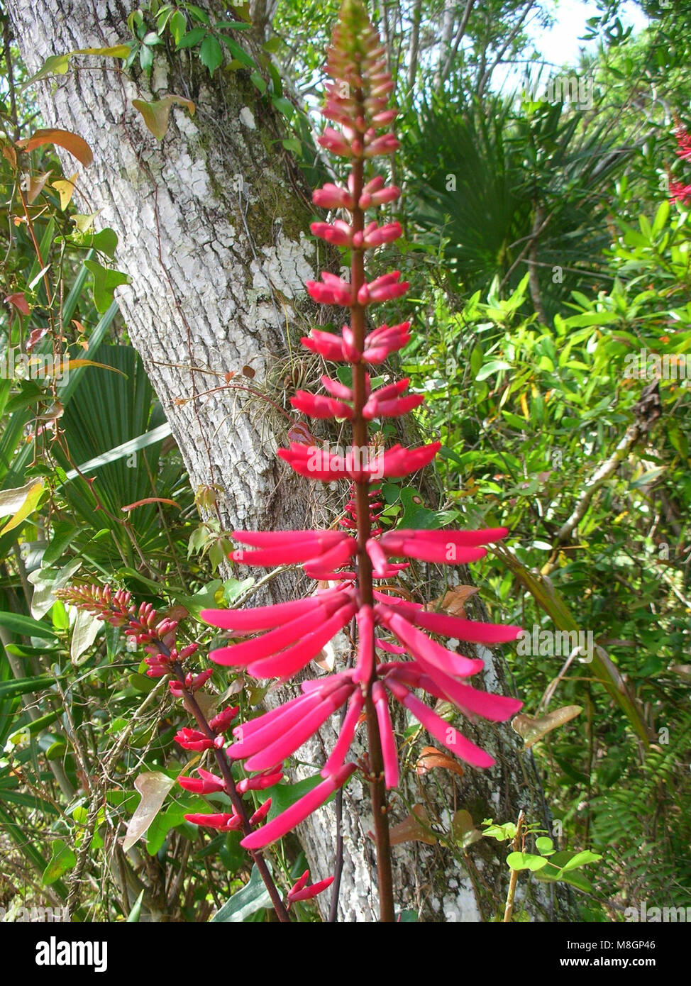 Coral bean Stock Photo - Alamy
