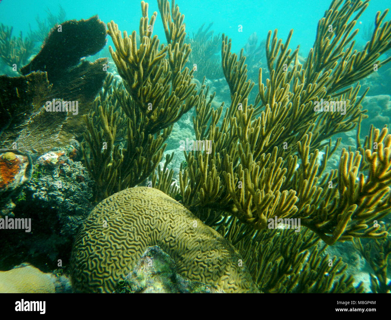 Dry Tortugas Reef