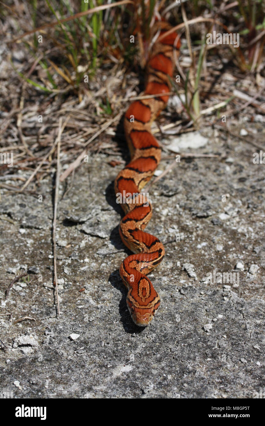 Corn Snake Stock Photo - Alamy
