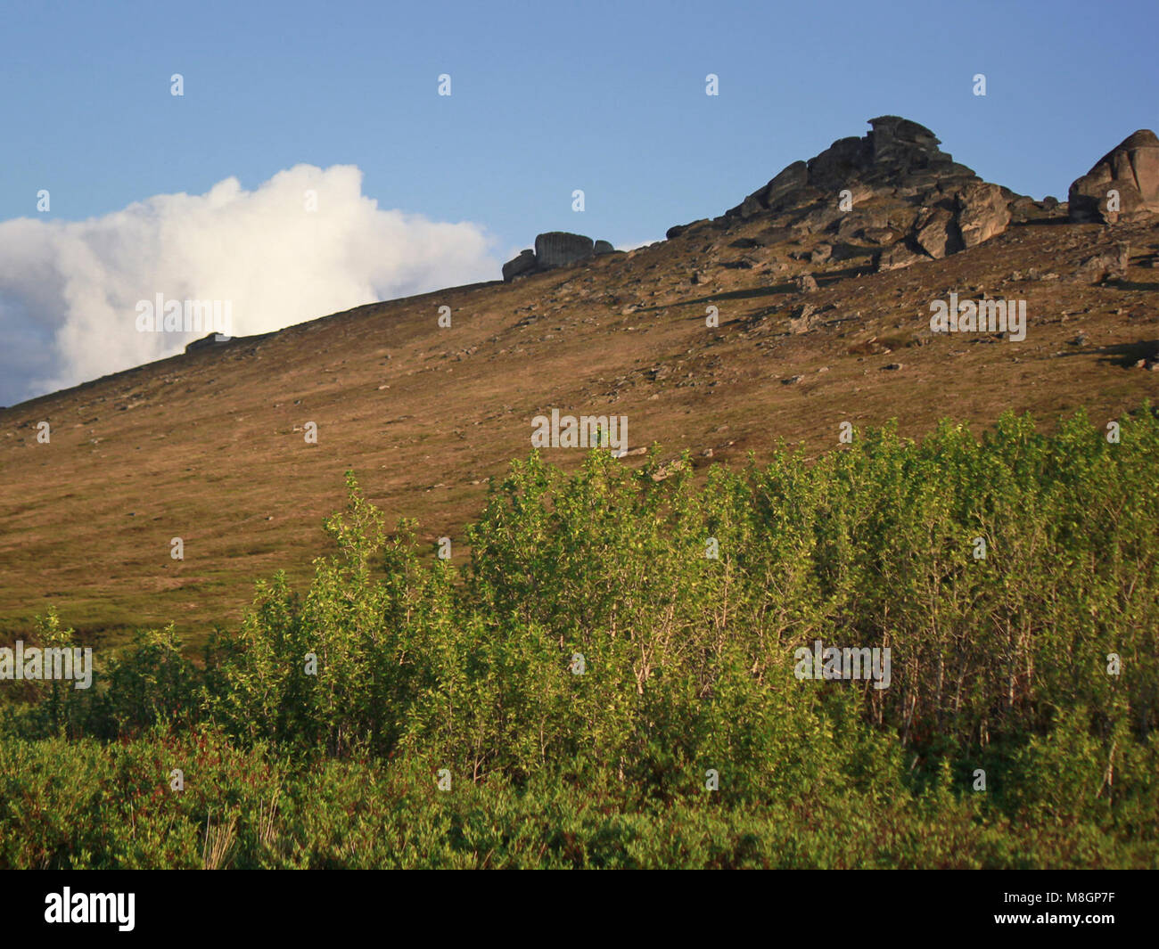 Cottonwoods Stock Photo - Alamy