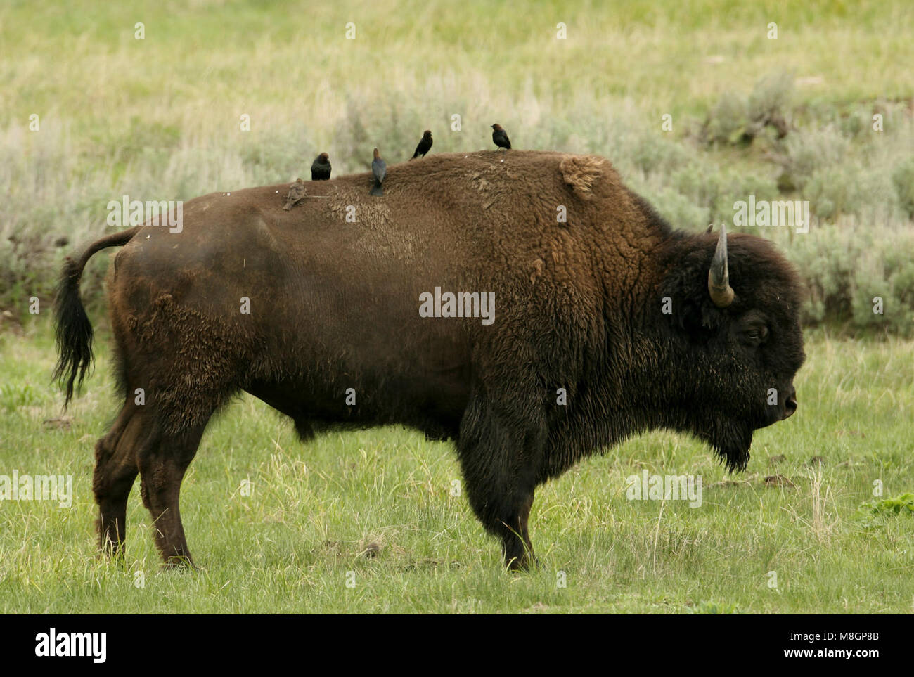 Cowbirds on bison .Cow birds on back of bull bison near Soda Butte ...