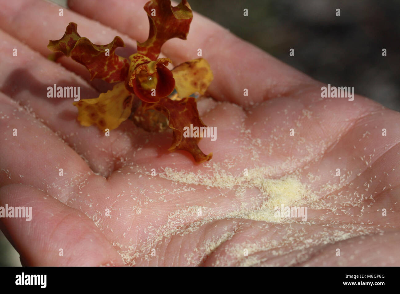 Orchid Seeds Stock Photos & Orchid Seeds Stock Images - Alamy