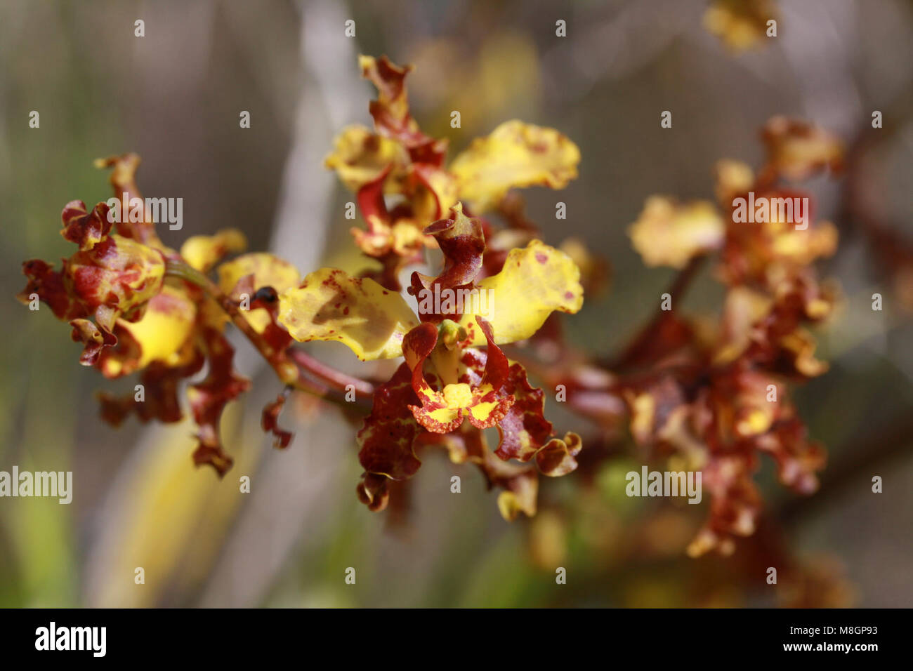 Big cowhorn hi-res stock photography and images - Alamy