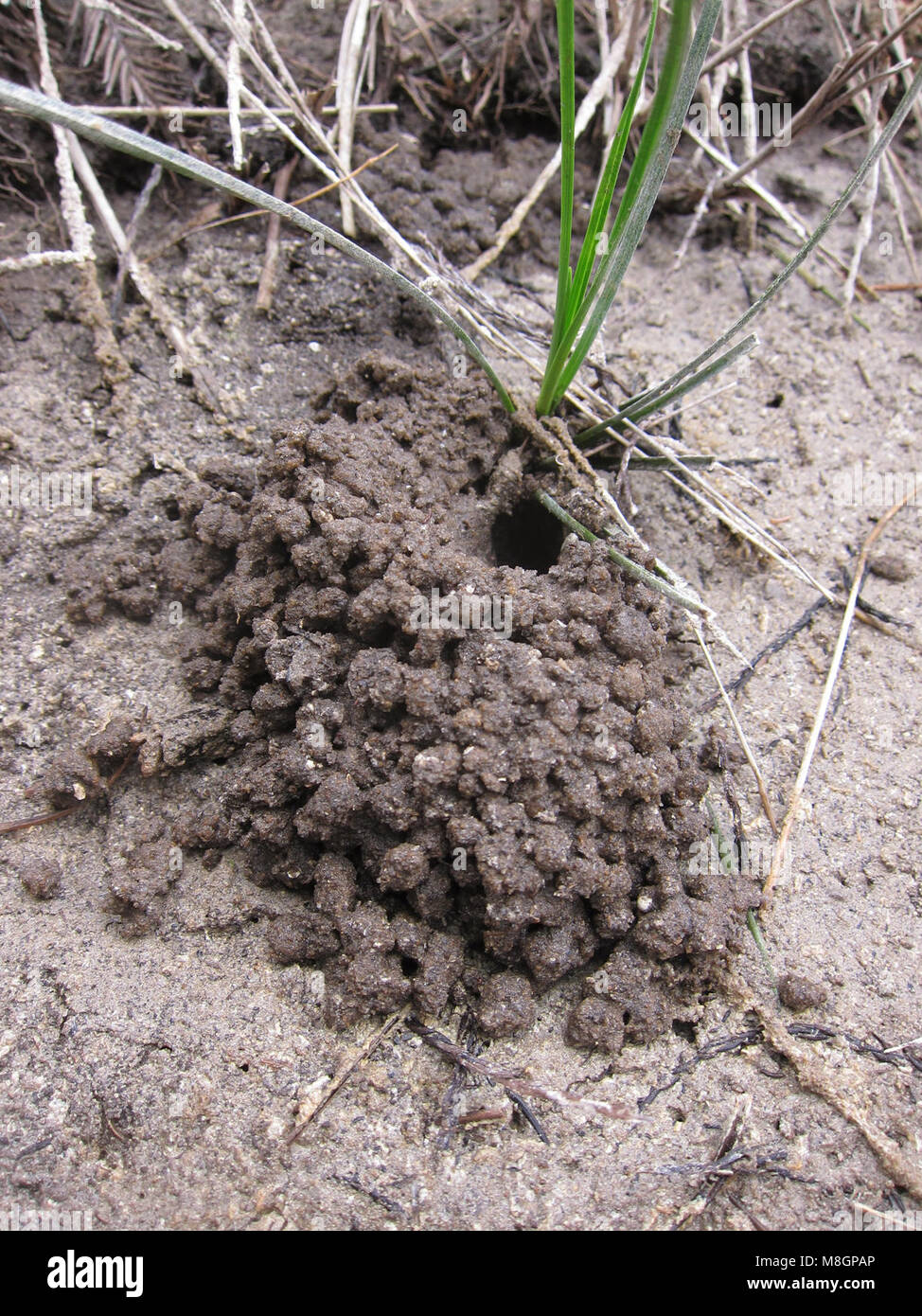 Crayfish Chimney Stock Photo - Alamy