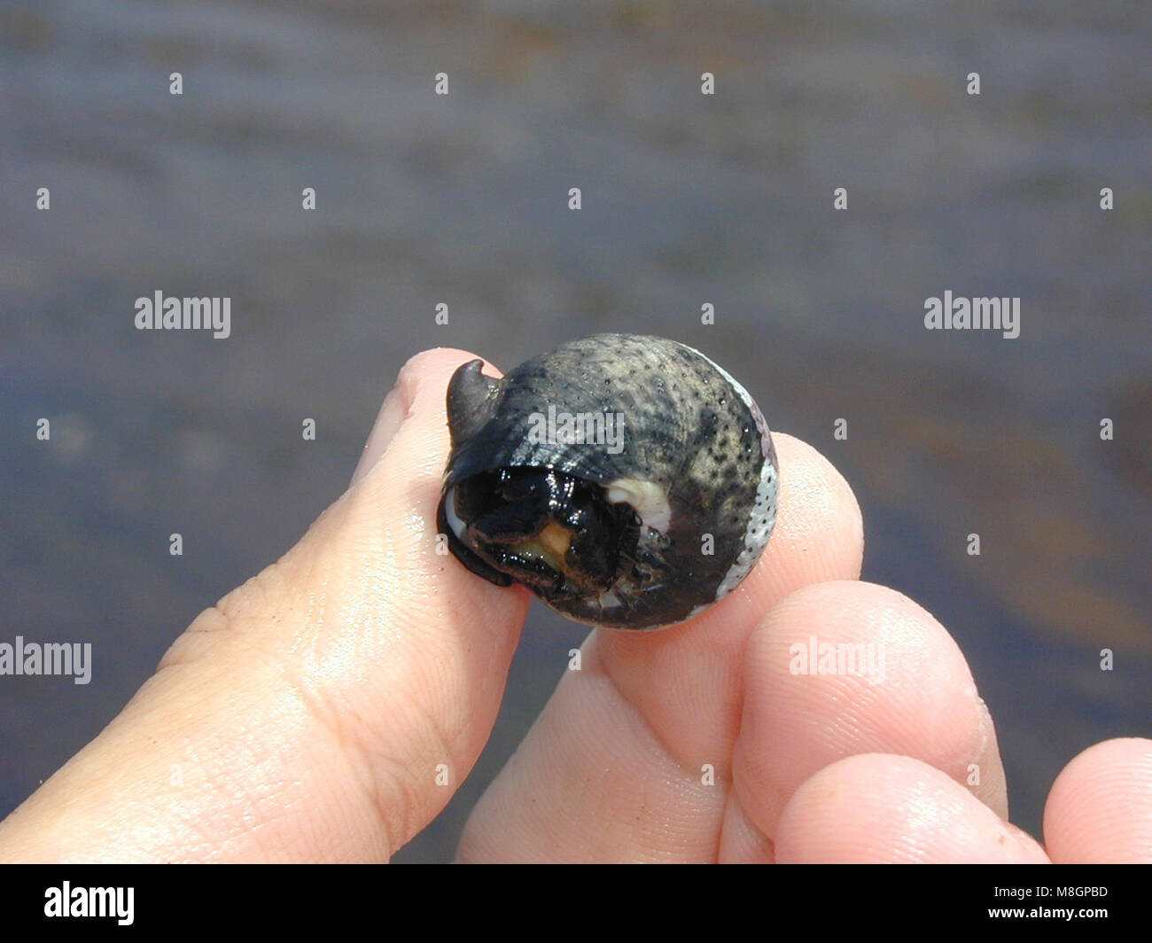 Crepidula adunca snail hand Stock Photo - Alamy
