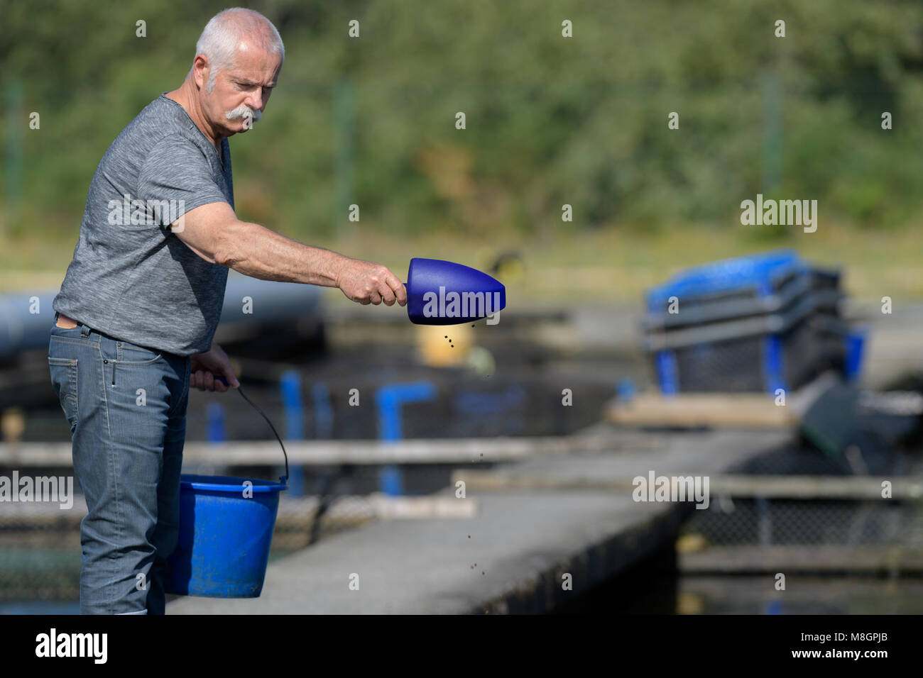 fish farmer throwing feeds Stock Photo - Alamy