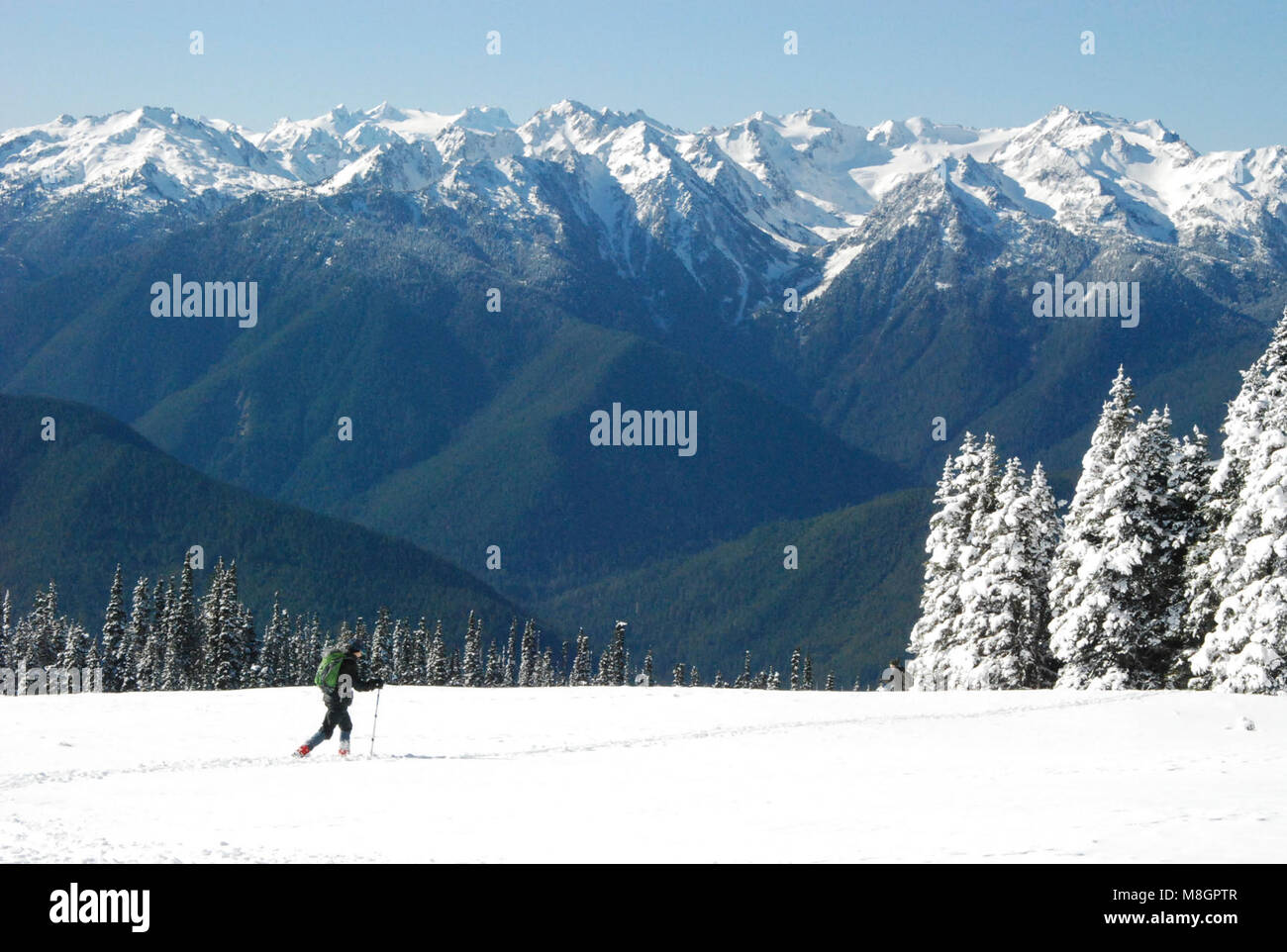 crosscountry skiing visitor hurricane ridge winter Stock Photo - Alamy