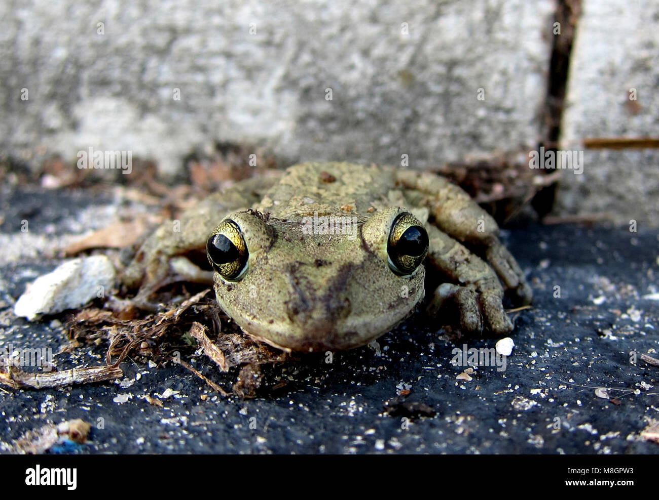Cuban Tree Frog Stock Photo - Alamy