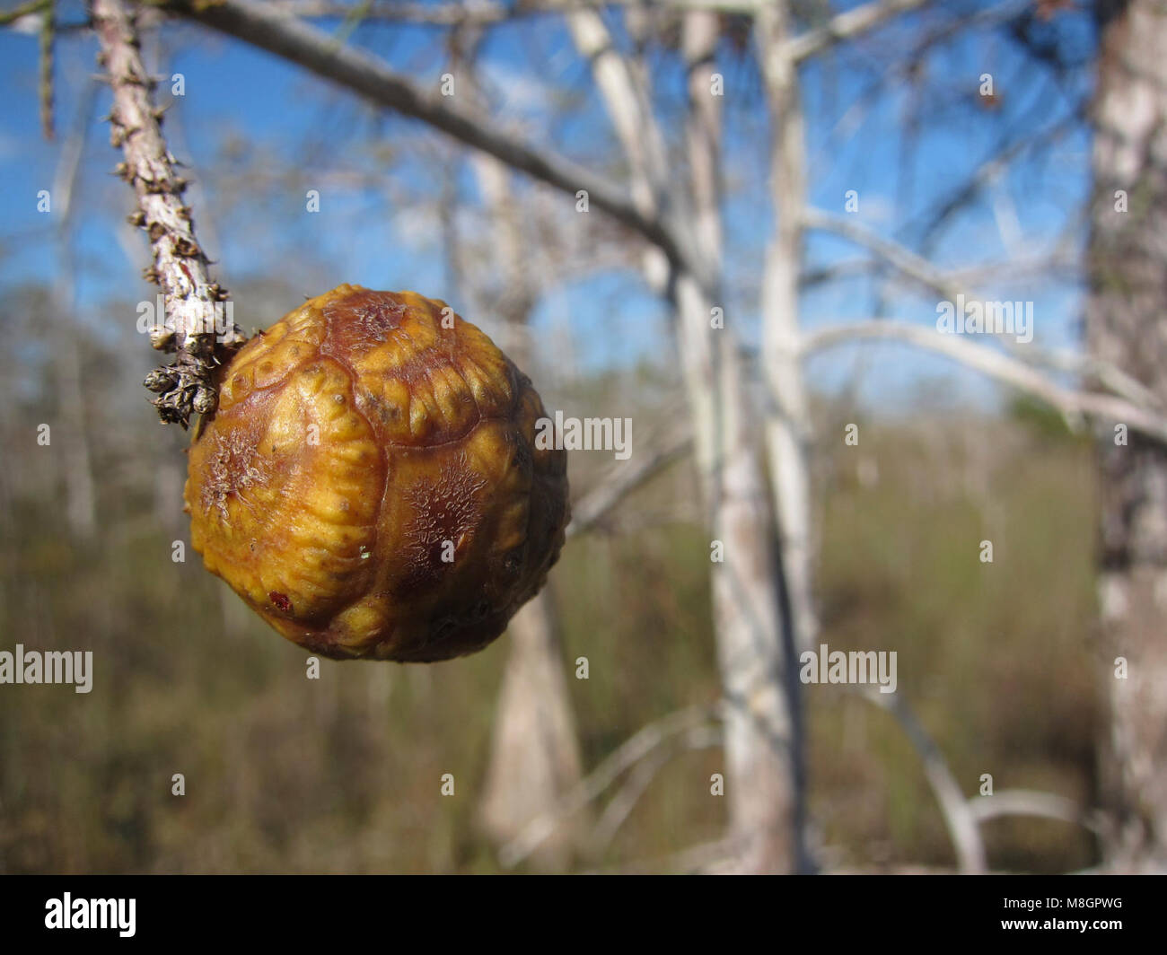 cypress cone Stock Photo - Alamy