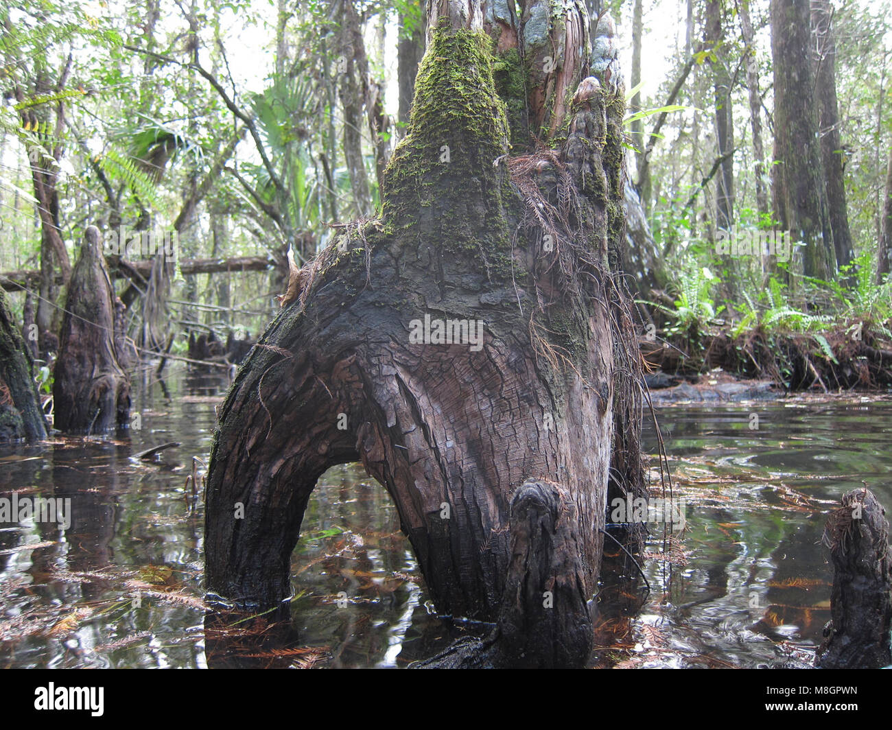 cypress knee Stock Photo - Alamy
