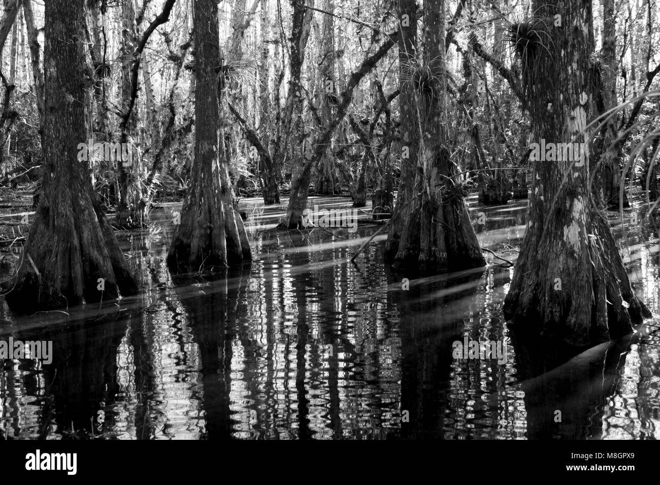 Cypress Swamp .Along FL Trail 18 miles N of Oasis Stock Photo - Alamy