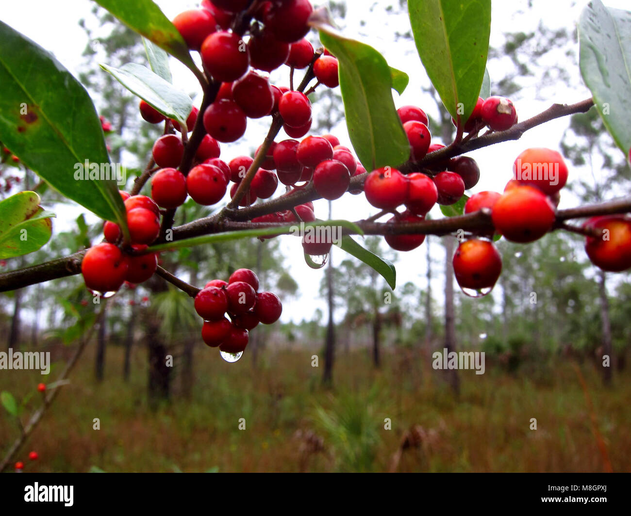 Dahoon Holly Stock Photo - Alamy