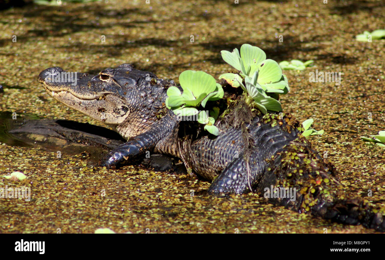 decorated gator Stock Photo - Alamy