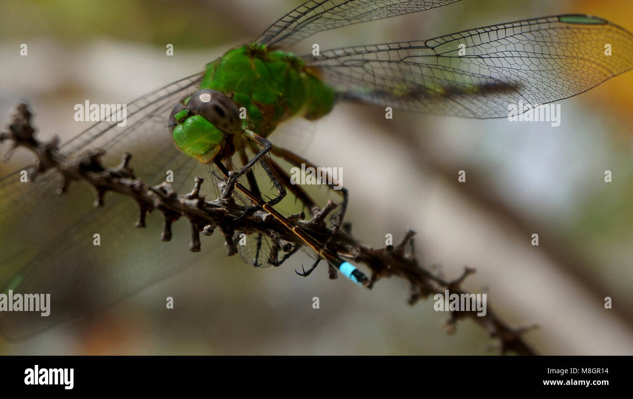 Dragonfly eating Damselfly Stock Photo - Alamy