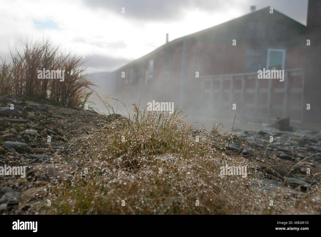Droplets .Water droplets cling to grasses on the side of the hot spring ...