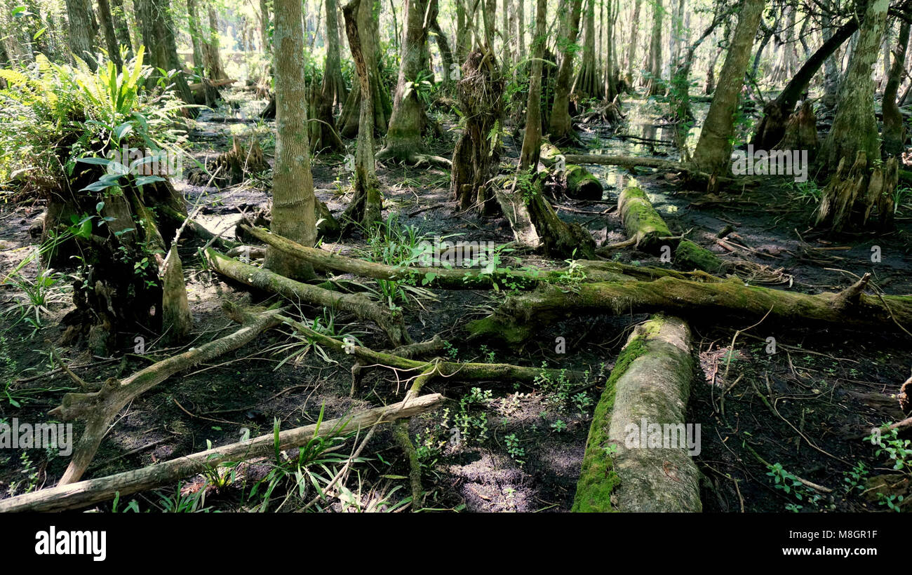 Dry Swamp Stock Photo - Alamy
