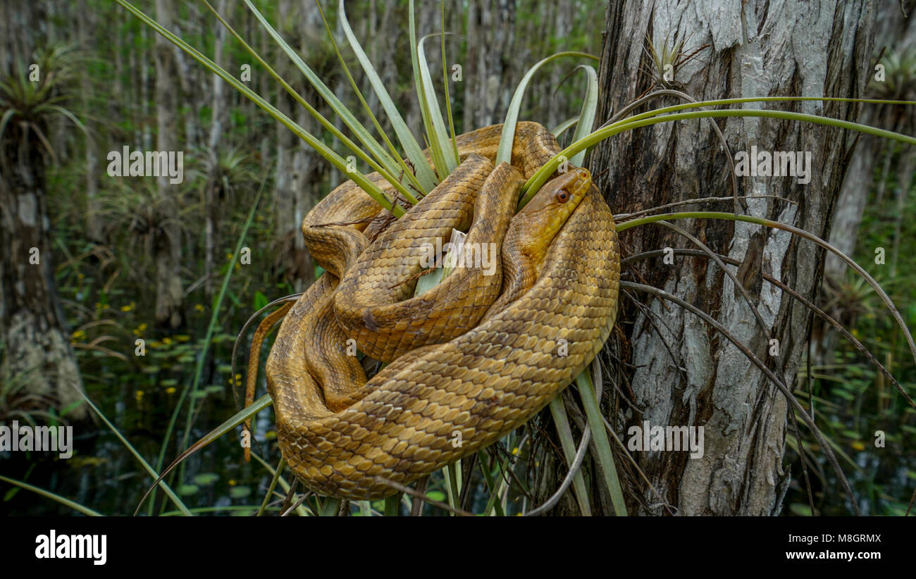 Snake in the swamp Stock Photo - Alamy