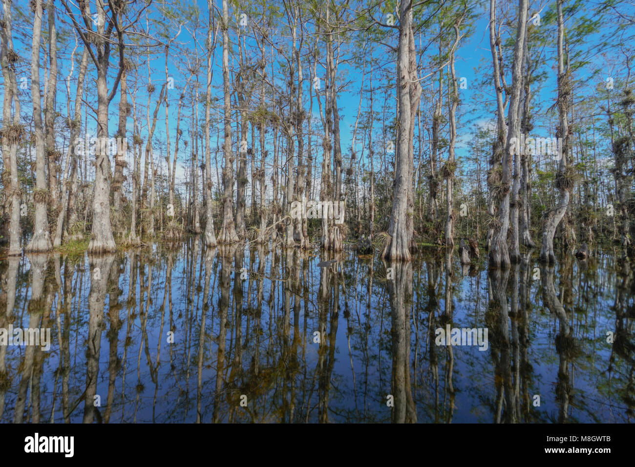 Swamp Stock Photo - Alamy