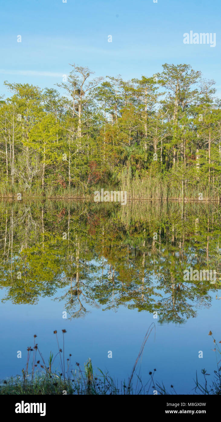 Swamp Stock Photo - Alamy