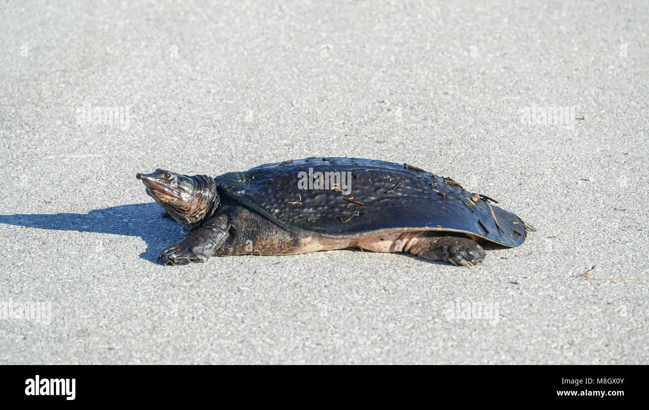 Turtle from swamp Stock Photo - Alamy