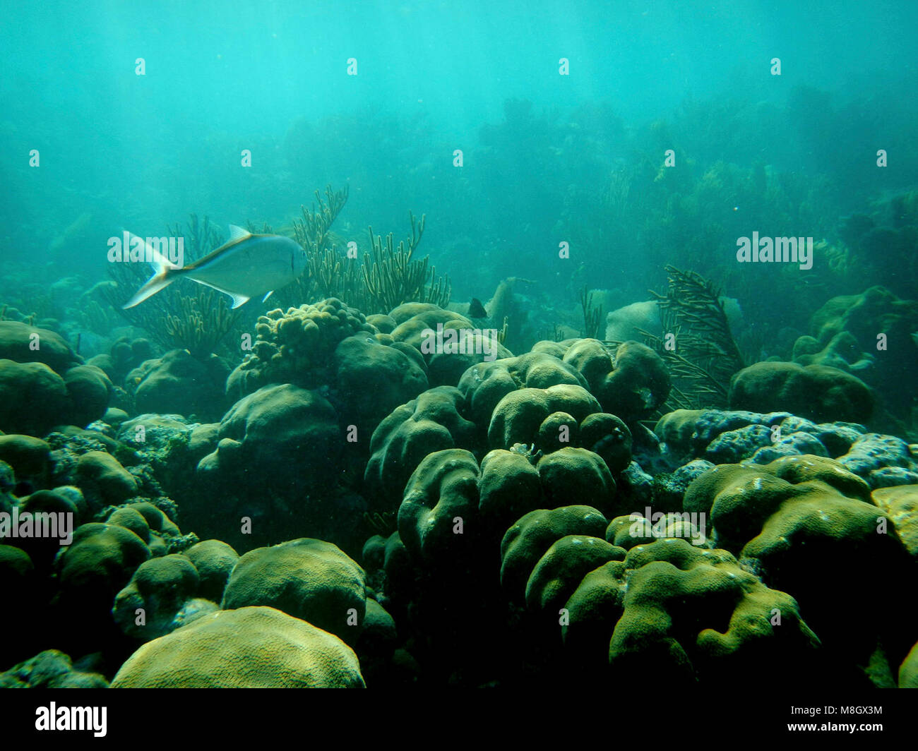 Coral Reef at Dry Tortugas National Park Stock Photo - Alamy