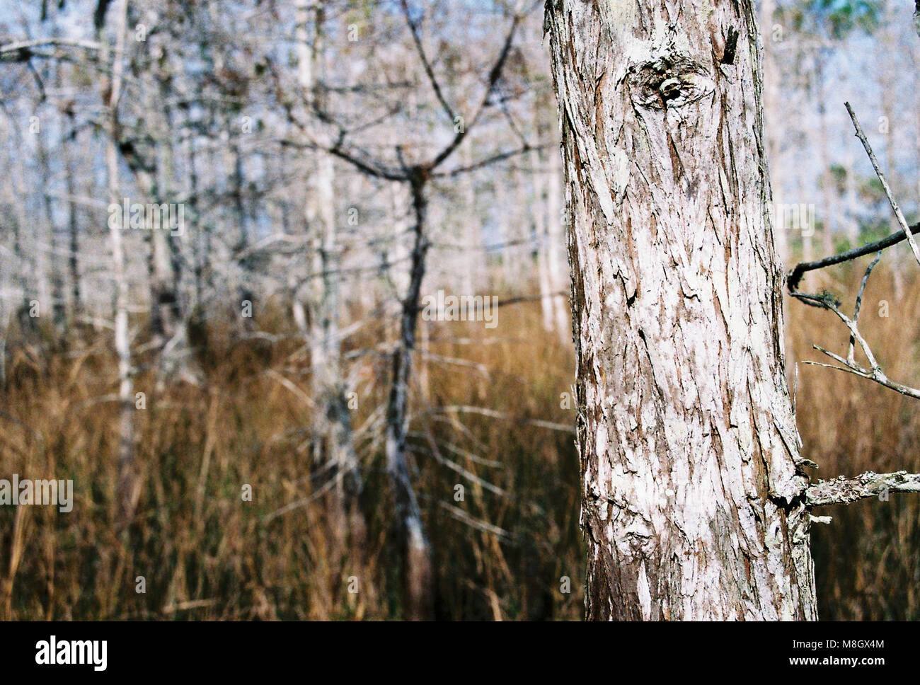 Dwarf cypress trees hi-res stock photography and images - Alamy