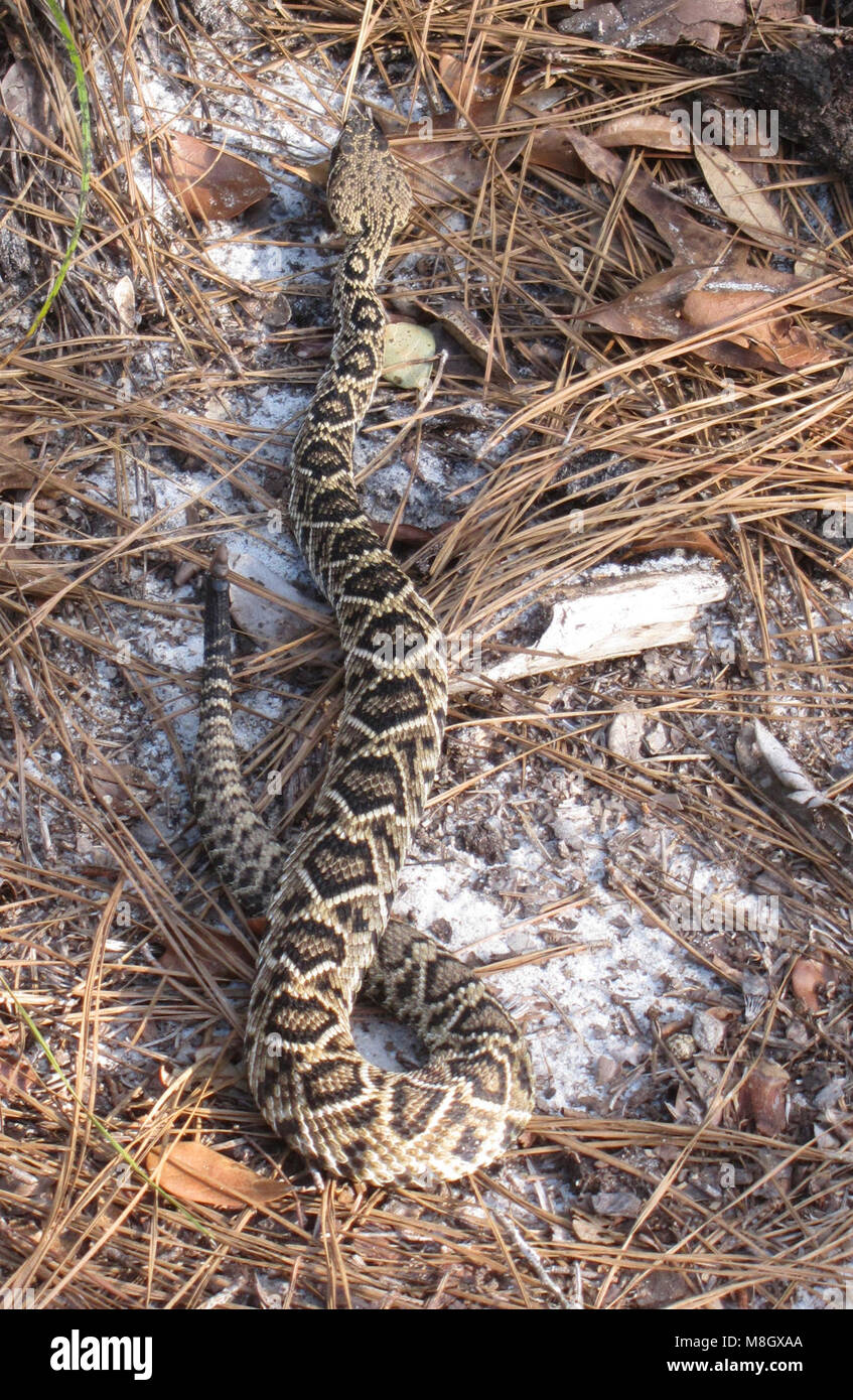 Eastern Diamondback Rattlesnake Stock Photo - Alamy