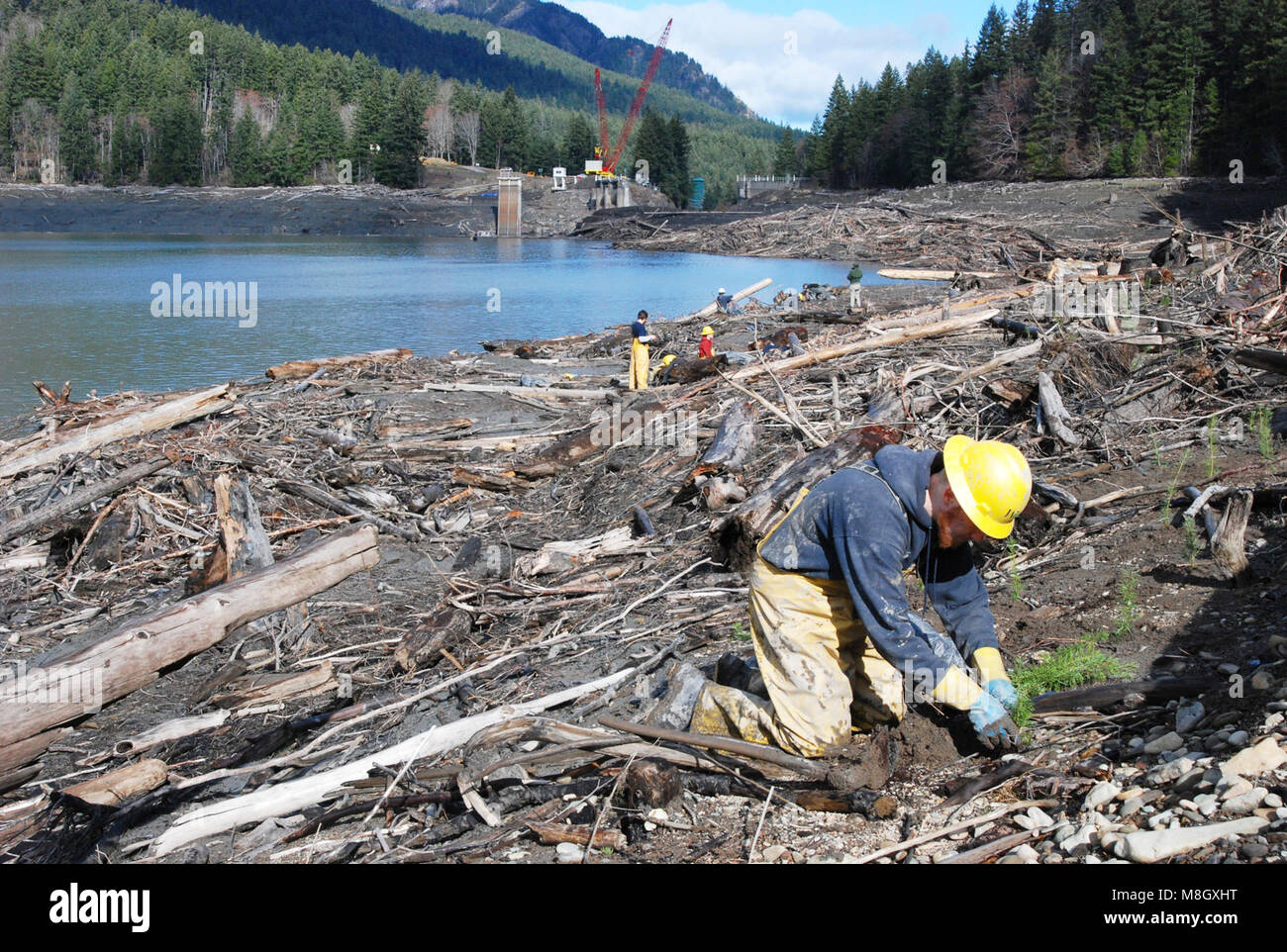 Elwha river people planting revegetation .Revegetation planting day at ...