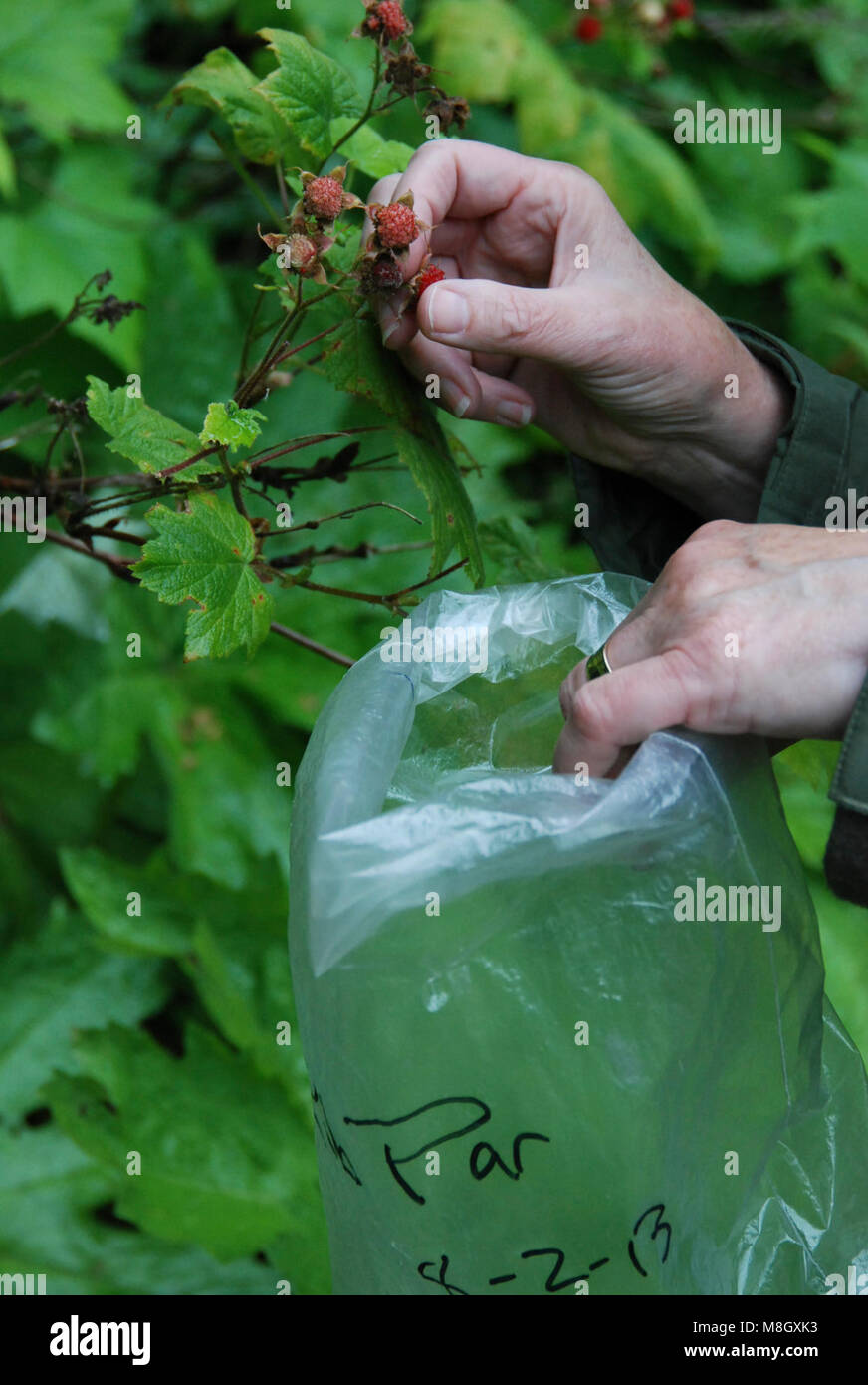 Elwha River revegetation thimbleberry seed collection ranger Stock ...