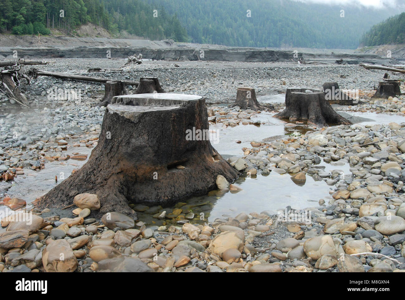 Elwha river stumps springboard holes Stock Photo - Alamy