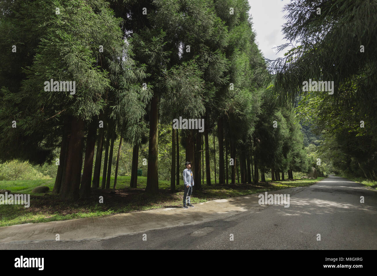 A man stands under the lush fir trees Stock Photo - Alamy
