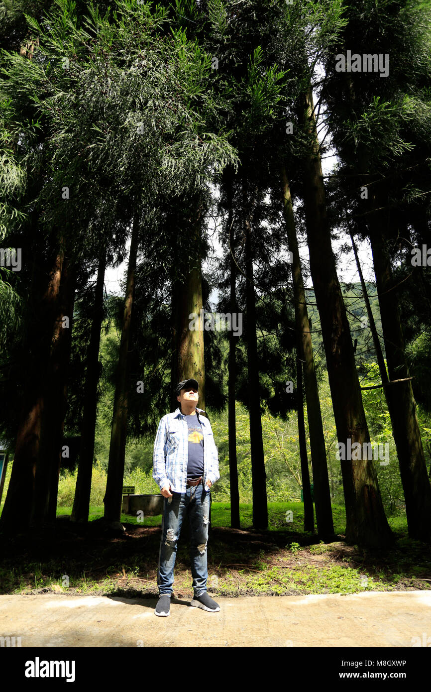 A man stands under the lush fir trees Stock Photo - Alamy