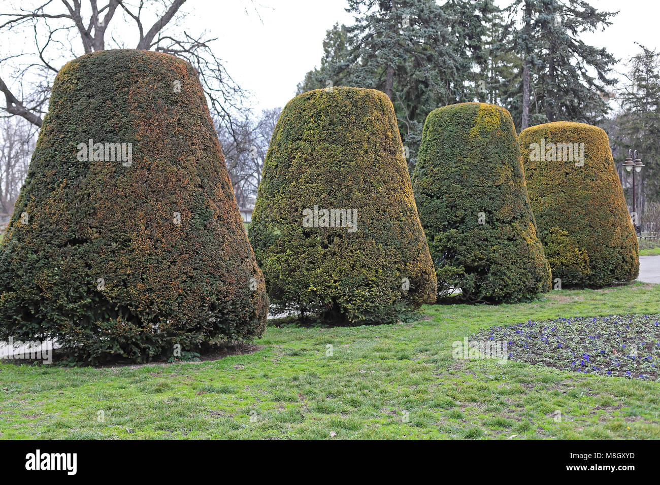 Big Cone Shape Bush Plants in Park Stock Photo - Alamy