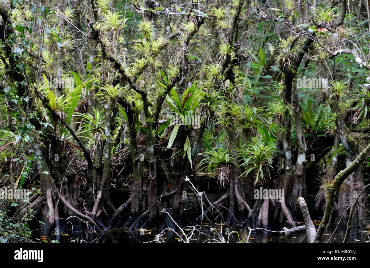 Fakahatchee Stock Photo - Alamy