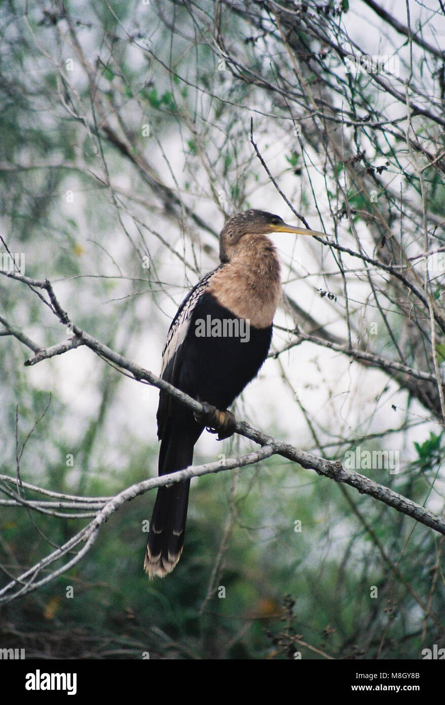 Female Anhinga Stock Photo - Alamy