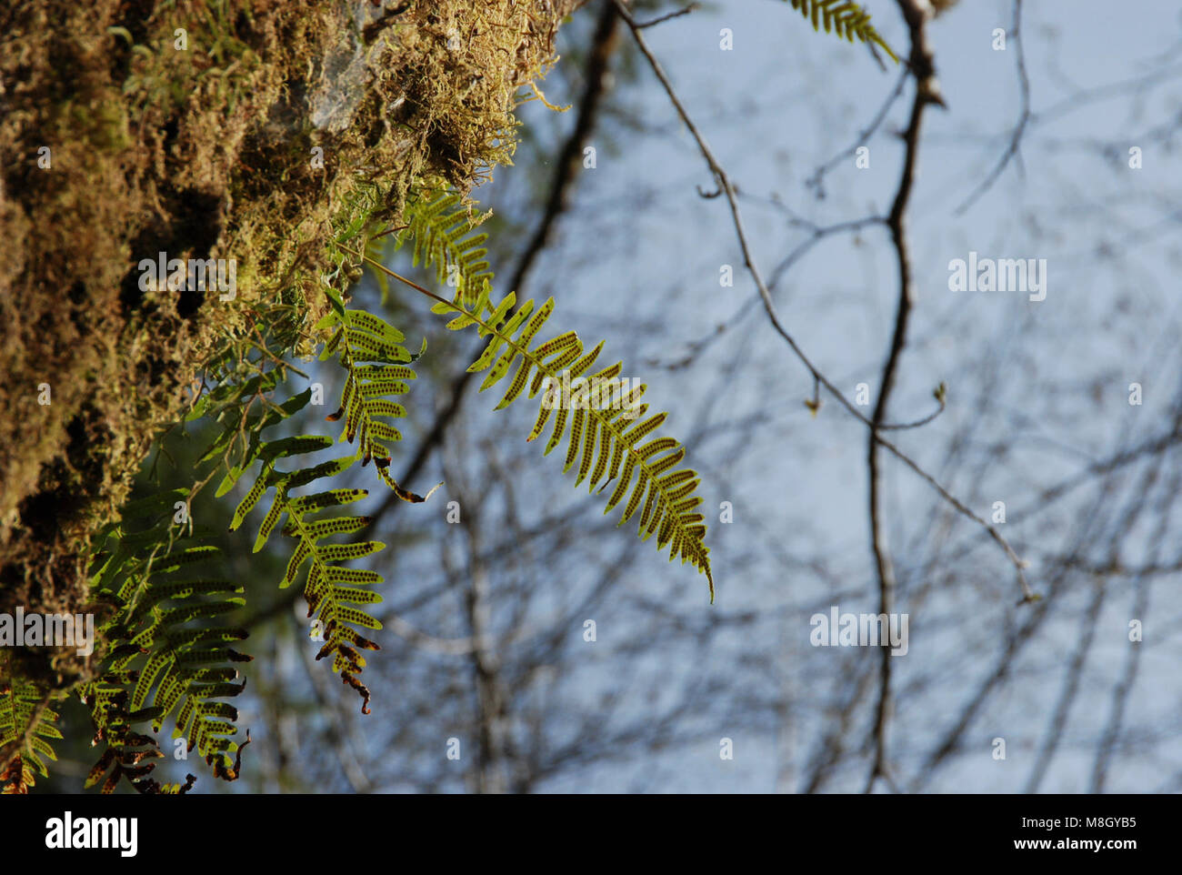 ferns growing tree pinna sori fronds hoh rainforest d archuleta march ...