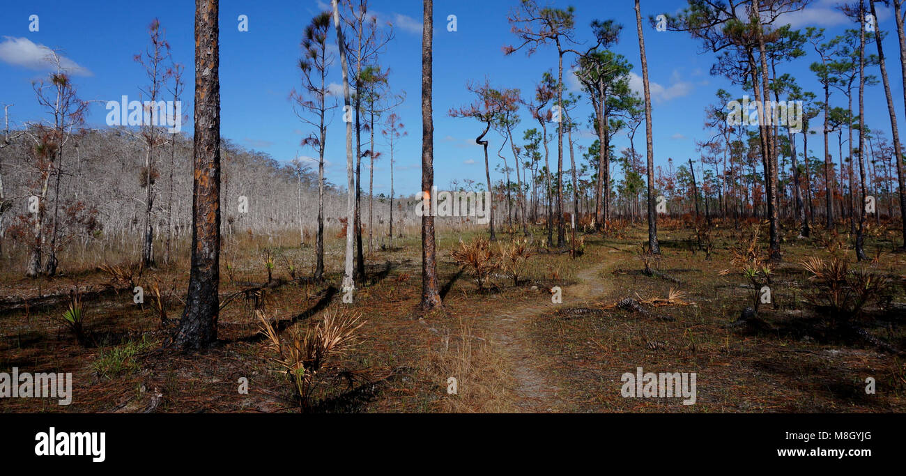 Prescribed fire florida hi-res stock photography and images - Alamy