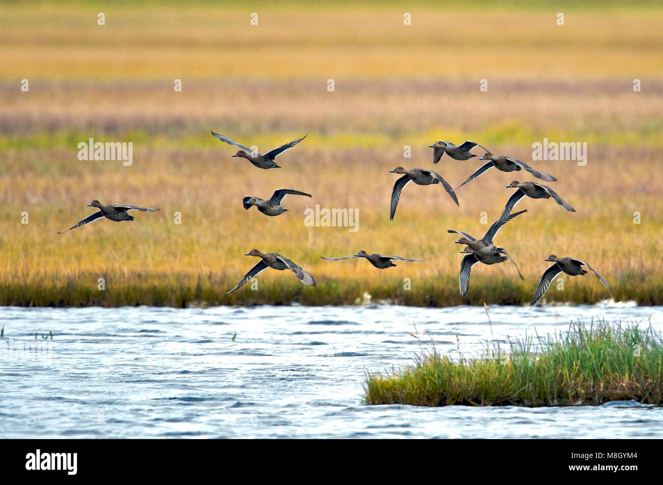 Flying Pintails .Known as the Nomads of the Skies,the Northern Pintail ...