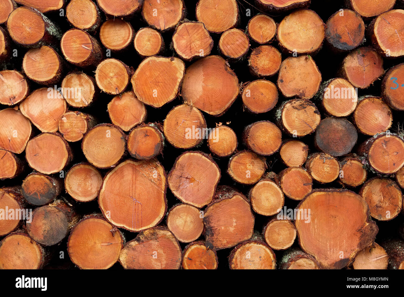 Chopped tree trunks stacked close up orange Stock Photo - Alamy