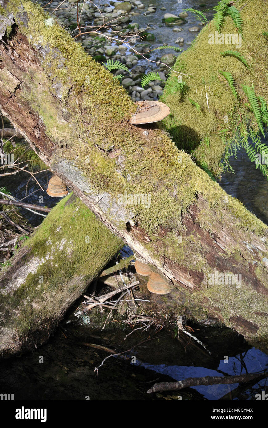 four shelf mushrooms polypores quinault rainforest Stock Photo - Alamy