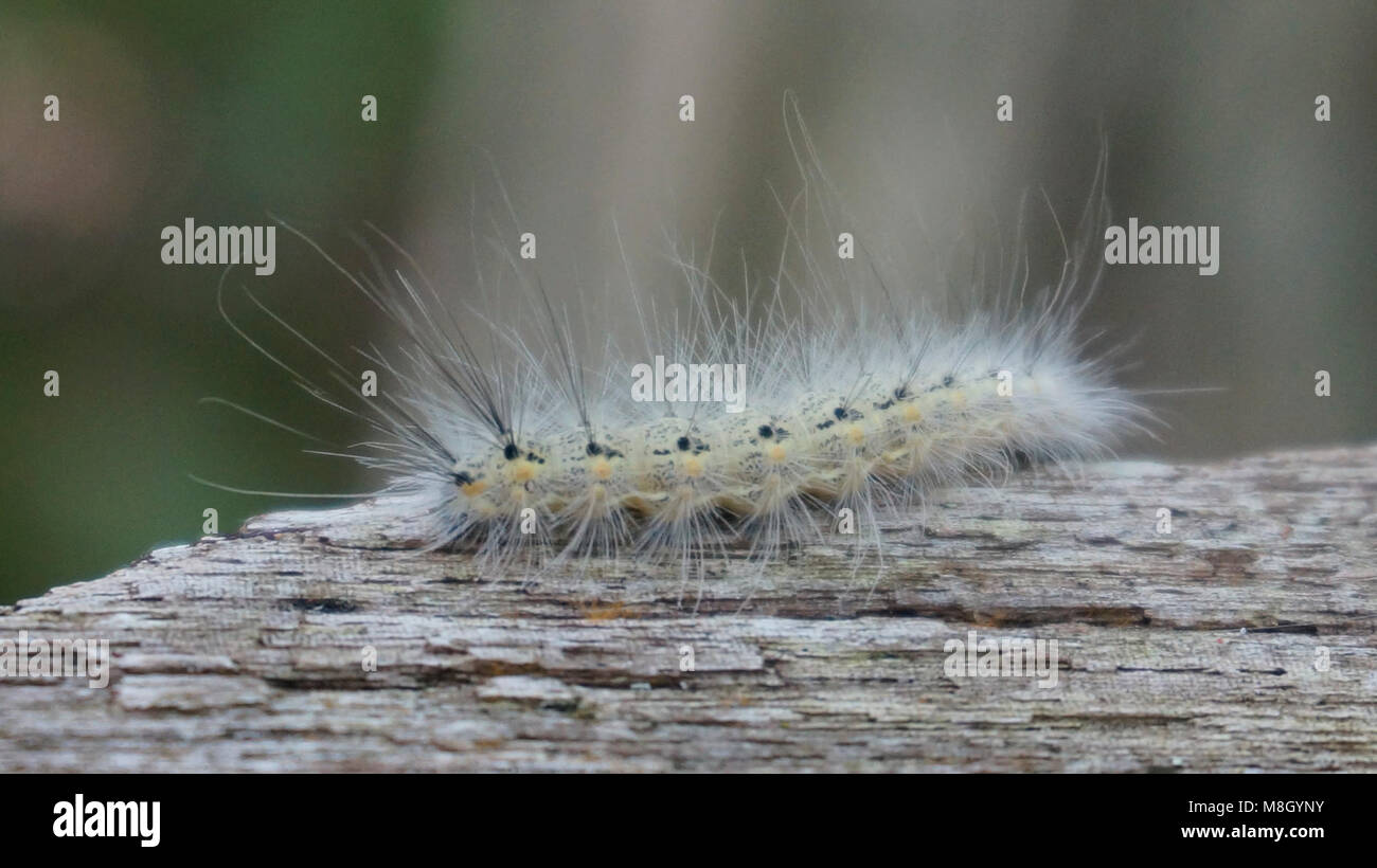Fuzzy caterpillar Stock Photo - Alamy