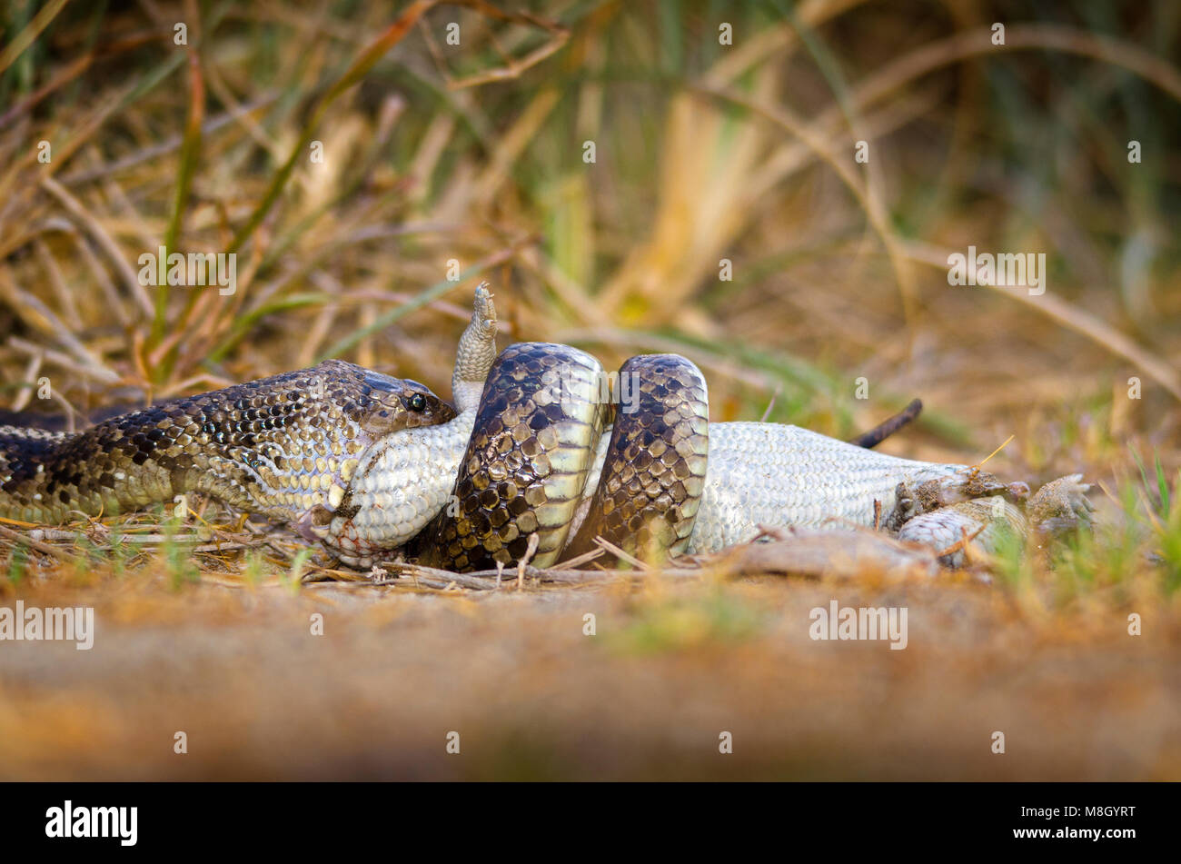 Python eating shingleback lizard, Western Australia Stock Photo - Alamy