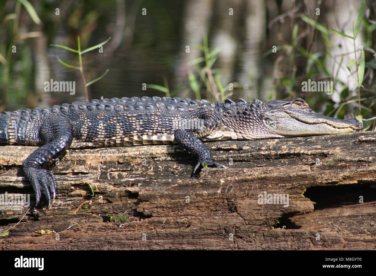 gator Stock Photo - Alamy