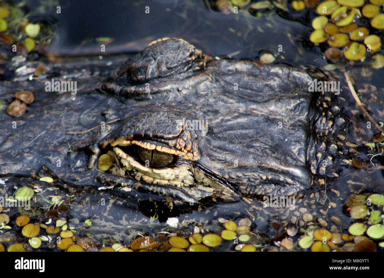 gator Stock Photo - Alamy