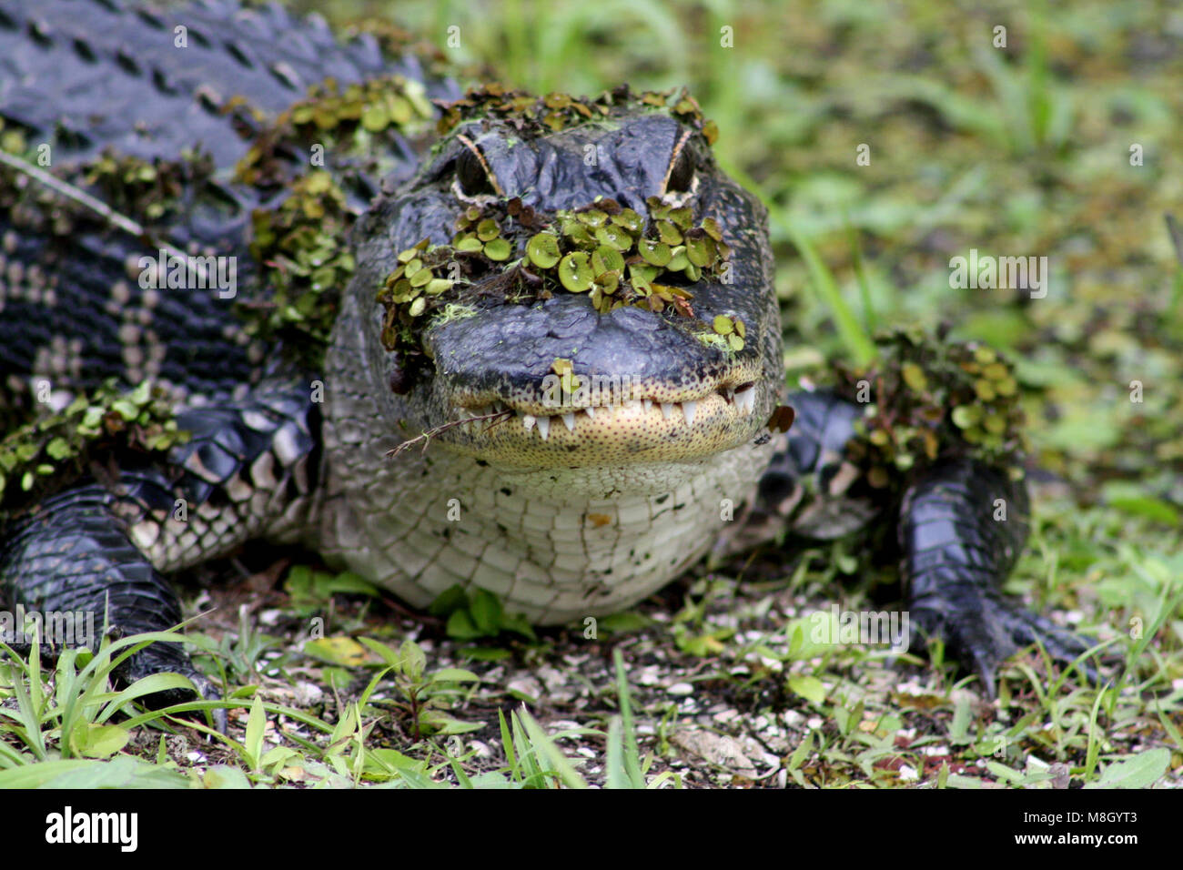 gator Stock Photo - Alamy